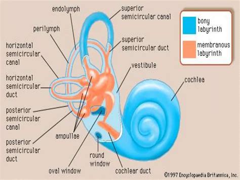 Thehumanear Outermiddleinner Earexternal Auditory Canaltympanic