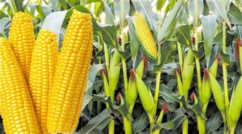 Nigeria Commercializes Gm Maize Varieties