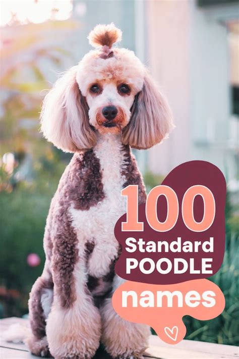 100 Elegant Poodle Names For Both Male And Female Standards Of All Colors