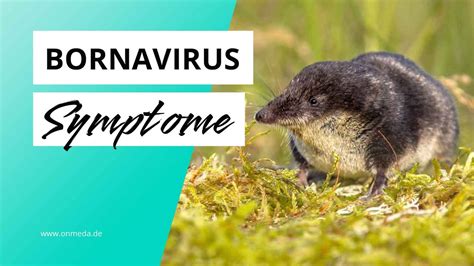 Bornavirus Symptome Beim Menschen Youtube