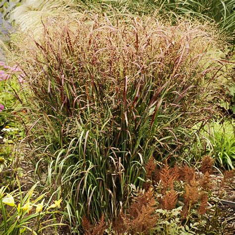 Prairie Flame Switch Grass For Sale Online The Tree Center