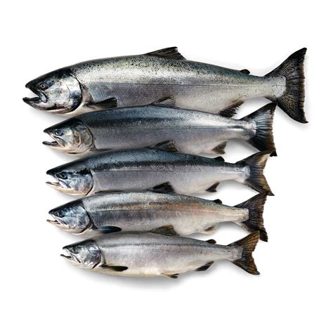 Coho Salmon Life Cycle The Life Cycle Of A Coho Salmon
