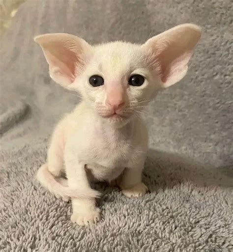 Oriental Shorthair Kittens For Adoption And Rehoming