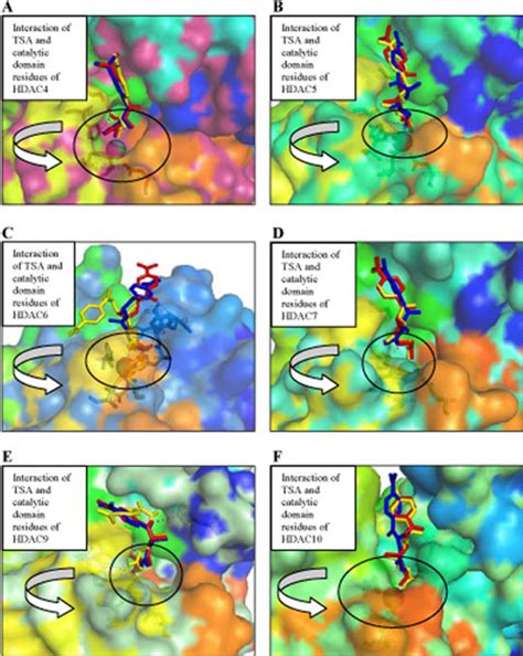 Structures Of Docked Tsa With Hdac Class Ii Homo Sapiens Three