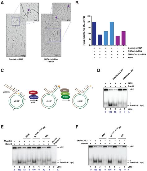 Figure 1 From Restoration Of Replication Fork Stability In Brca1 And