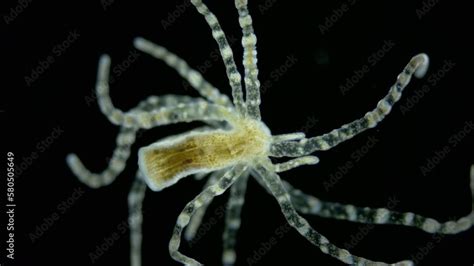 Video „adult Larva Of Sea Anemone Actiniaria Under Microscope Class