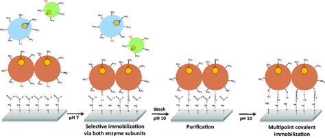 Purification Of Multimeric Enzymes By Immobilization On Glyoxyl