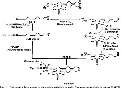 Figure 2 From Recognition Of Local Nucleotide Conformation In Contrast