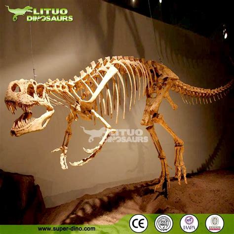 Afrovenator Skeleton