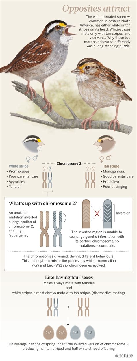 Punnetts Square Evolution Of Chromosome 2 In White Throated Sparrows