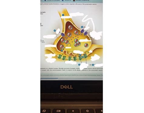 Synapse Model Midterm Quiz