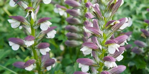 Acanthus Mollis Growth And Care Guide Gfl Outdoors