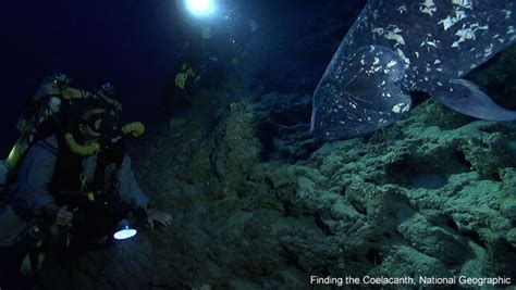 Jurassic Dreams The Fossil Times Tagged Coelacanth