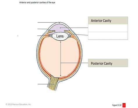 Anterior Cavity Of The Eye