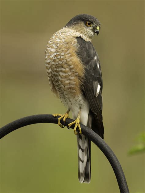 Birds Of Prey At Your Feeders