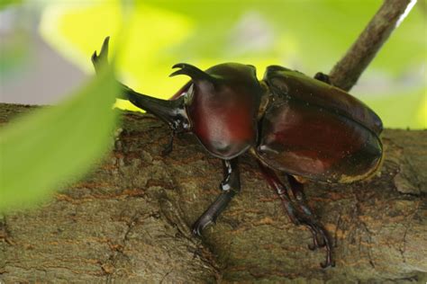 カブトムシの飼育方法ガイド｜寿命や長生きさせる方法も解説 東京ecoいきもの図鑑