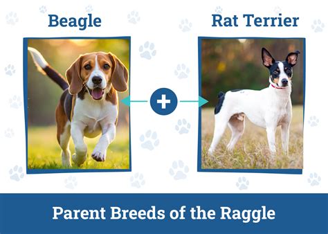Rat Terrier Beagle Mix