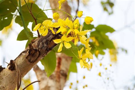 Golden Shower Stock Image Image Of Nature Goldenshower