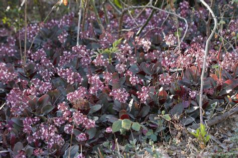 Crassula Multicava ‘ruby Red Plantbook