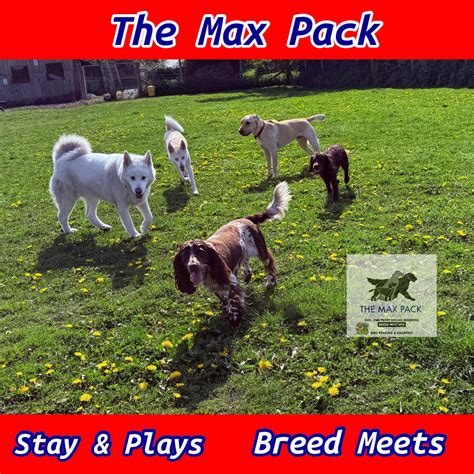 The Rescue Pack The Rescue Pack Added A New Photo