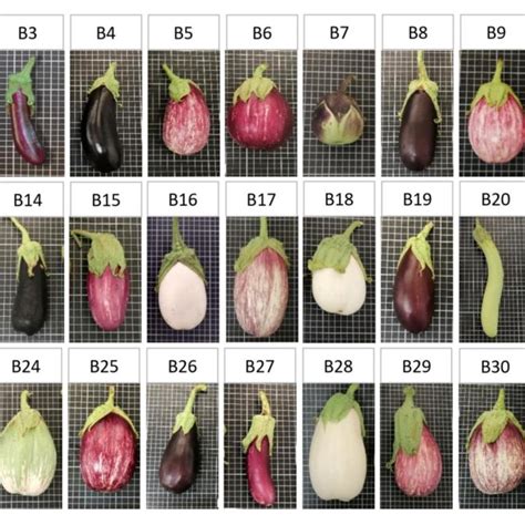 Eggplant Color Varieties
