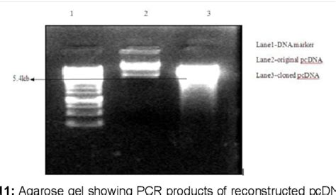 Figure 12 From Designing And Reconstruction Of Pcdna 30 Mammalian