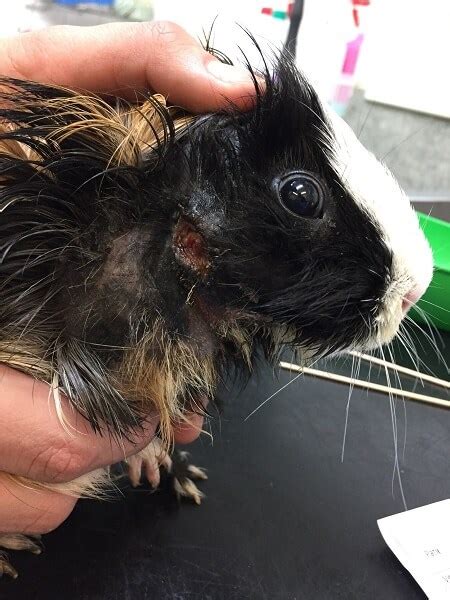 Abscess Marsupialization 05 In Guinea Pigs Vetlexicon