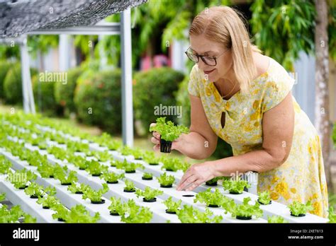 Lettuce Farm Healthy Vegetable Production Rows Of Leafy Salad Vegetables On Organic Farm