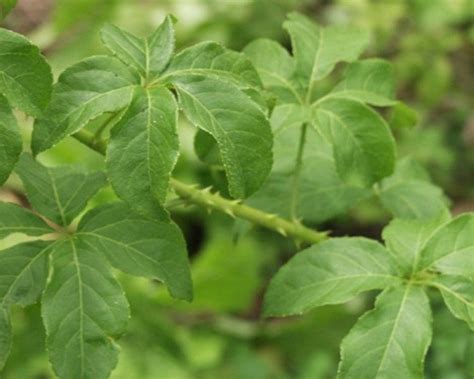 五加皮图片功效与作用香加皮用量大山谷图库