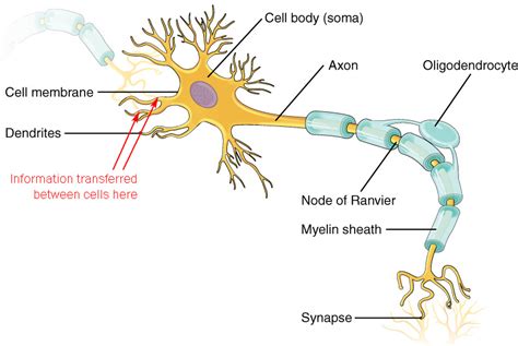 Neuronal Shape And Neuronal Information Processing Introduction To