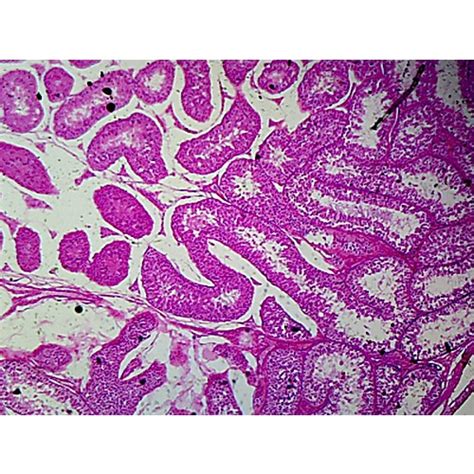 Prepared Microscope Slide Testis Section Mammal From Rabbit