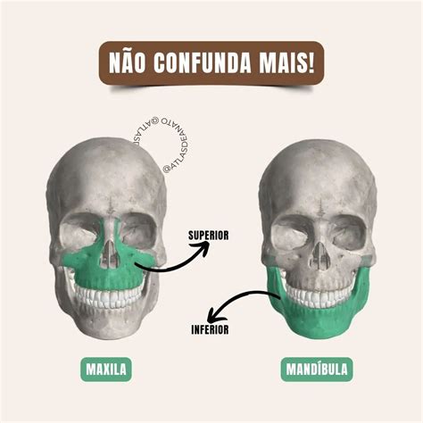 Anatomia Humana On Instagram Olá Anatomista 💀🖤 Hoje Vamos Aprender A
