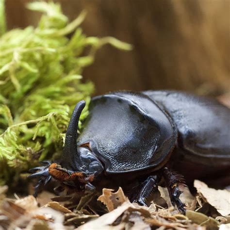 Oryctes Monoceros Insektenliebe