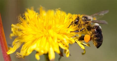 How Do Bees Pollinate Plants