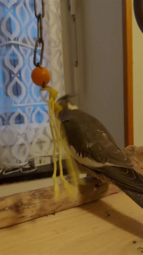 Chuntaro Album On Imgur