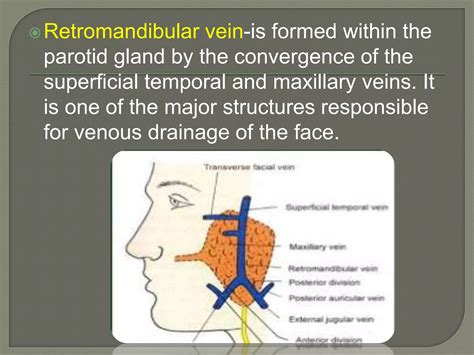 Anatomy Of Parotid Gland Pptx