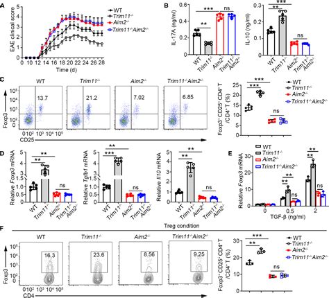 Trim11 Attenuates Treg Cell Differentiation By P62 Selective Autophagic