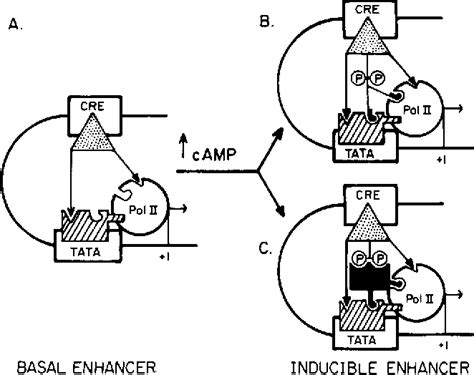 Figure 1 From Cyclic Amp And The Induction Of Eukaryotic Gene
