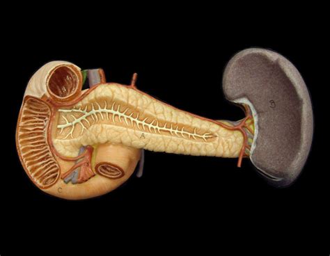 Anatomy And Physiology II Lab Midterm Practical Pancreas Diagram
