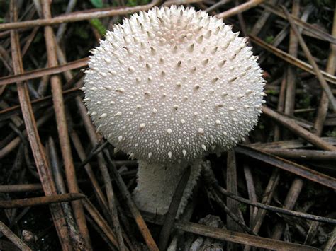 Bolets De Caldes De Malavella Pet De Llop