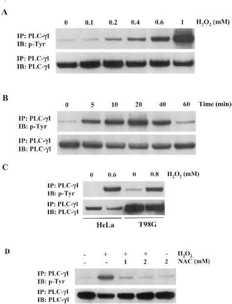 Figure 1 From Oxidative Stress Induced Phospholipase C γ1 Activation Enhances Cell Survival