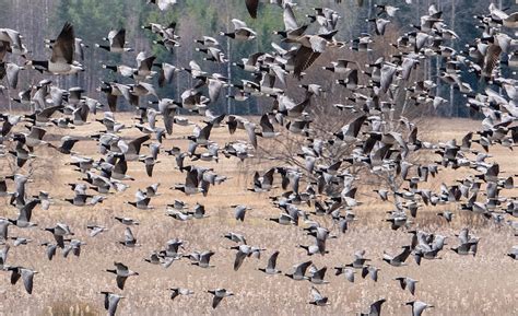Barnacle Goose Migration
