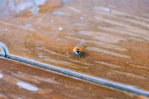 Premium Photo High Angle View Of Ladybug