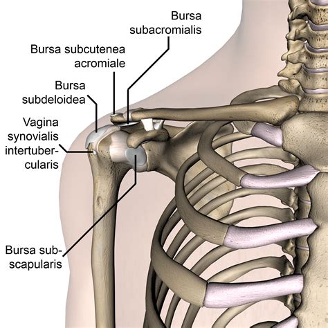 Bursitis Subacromialis Gewrichtnl