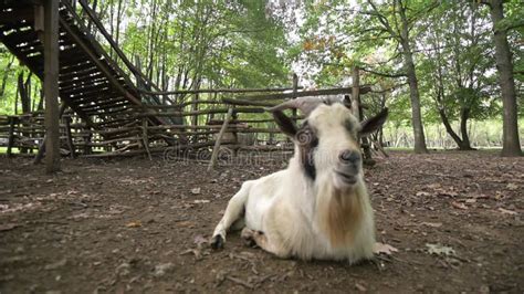 Goats With Long Beards And Curved Horns Grazing In A Forest Surrounded