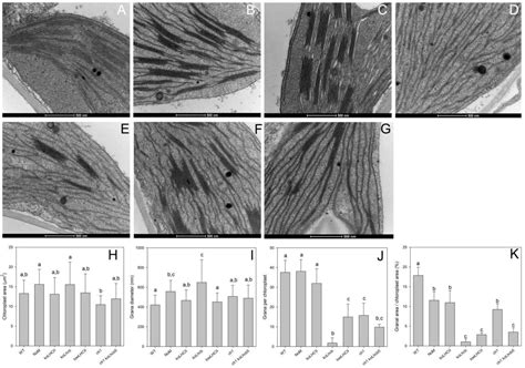 Thylakoid Microscope