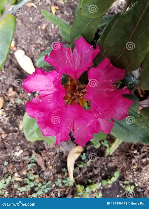 Explore The Wonders Of Magenta Pink Flowers Names Meanings And Varieties