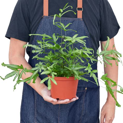 Pteris Cretica ‘mayi Fern 6″ Pot Green Thumb Nursery