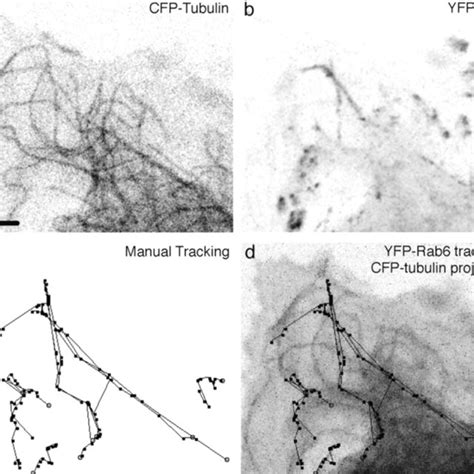 Fp Rab6 Trafficking Elements Translocate Along Microtubules See The