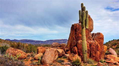 Arizona Cactus Wallpapers Top Free Arizona Cactus Backgrounds